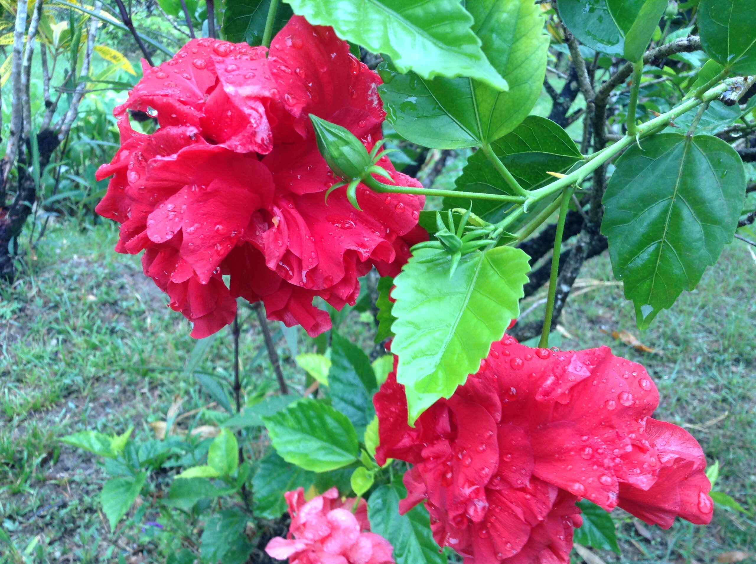 Anonymous Windrush Survivor - The Windrush Scandal